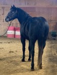 Spring Spectacular Horse Sale – Rope, Ride, Race and Show